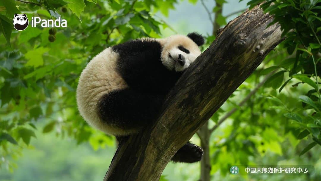 iPandaさんのインスタグラム写真 - (iPandaInstagram)「It seems that the "panda fruit ...