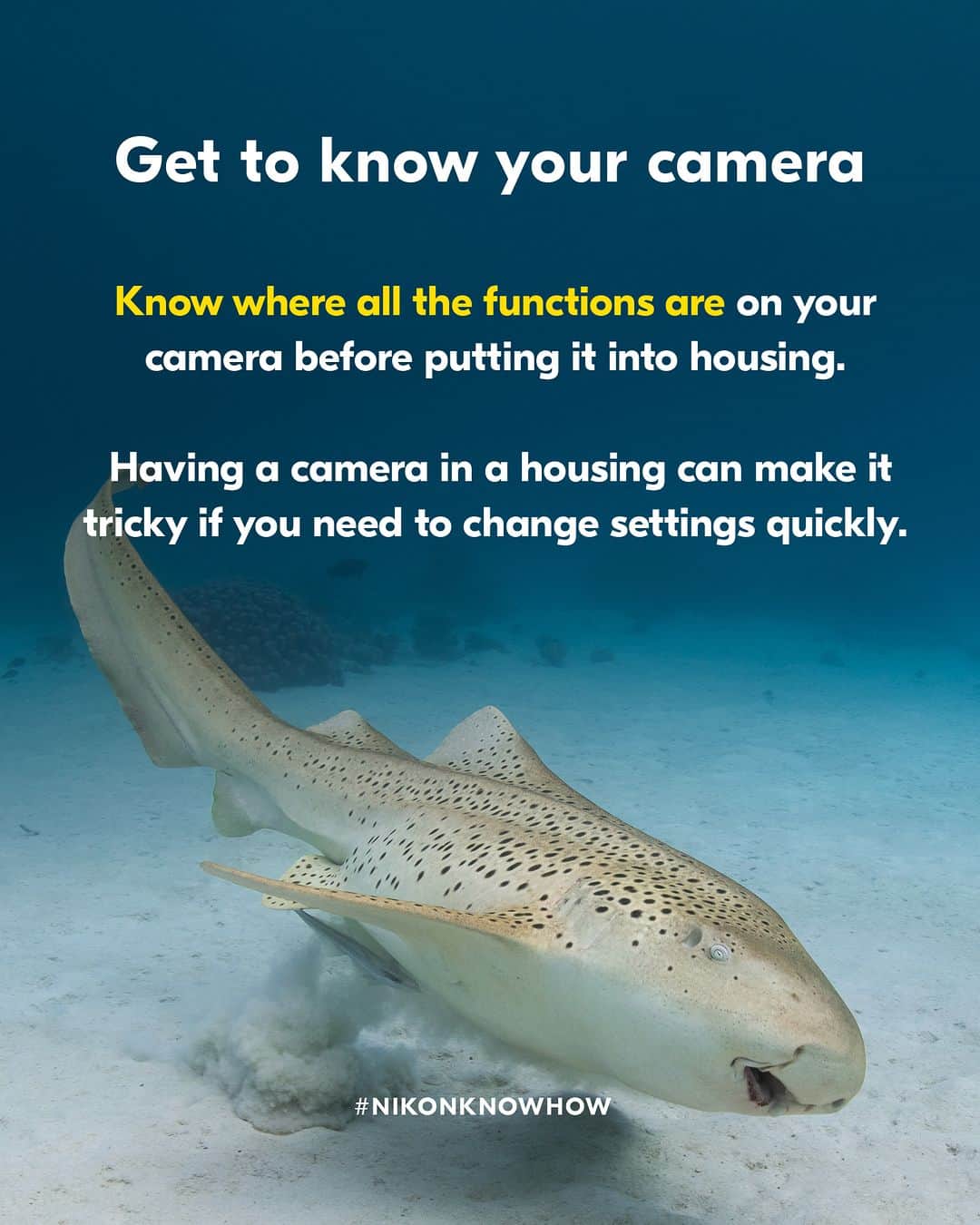 Nikon Australiaさんのインスタグラム写真 - (Nikon AustraliaInstagram)「Interested in ...