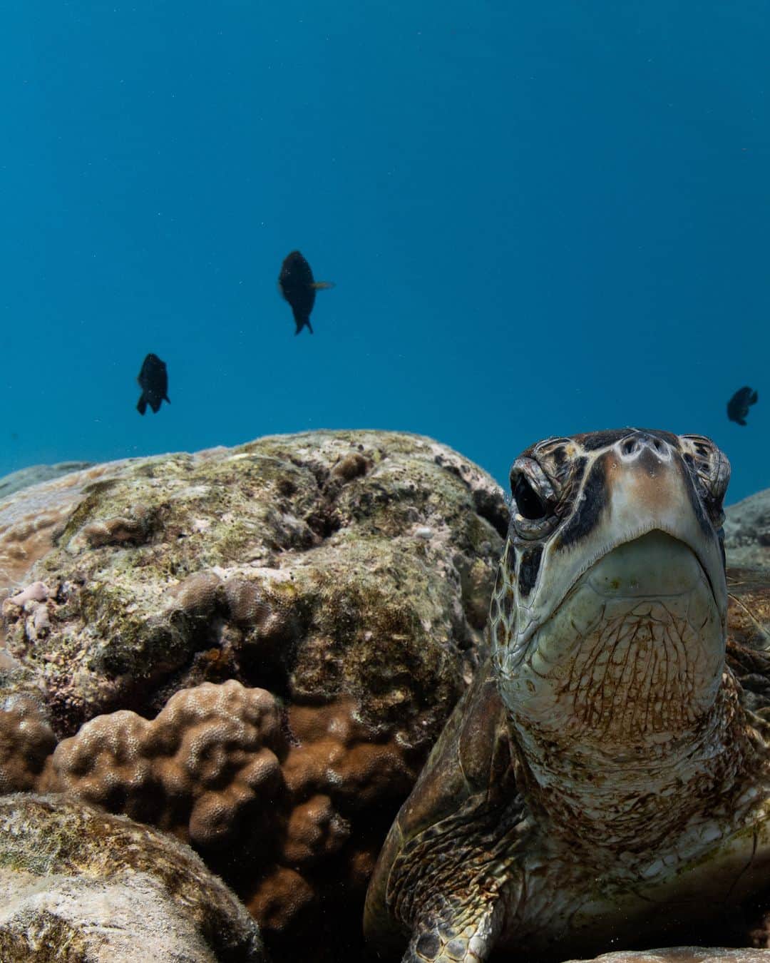 Nikon Australiaさんのインスタグラム写真 - (Nikon AustraliaInstagram)「Interested in ...