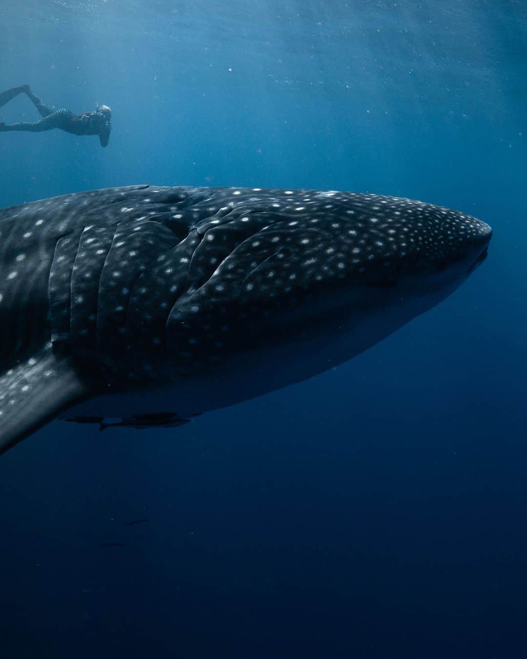 Nikon Australiaさんのインスタグラム写真 - (Nikon AustraliaInstagram)「Interested in ...