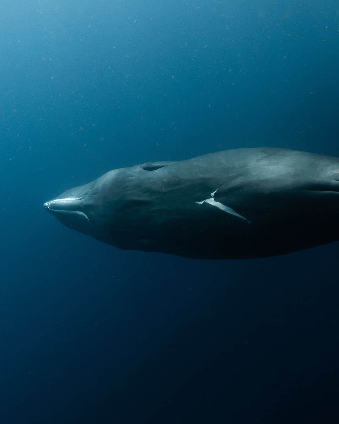 Nikon Australiaさんのインスタグラム写真 - (Nikon AustraliaInstagram)「Interested in ...