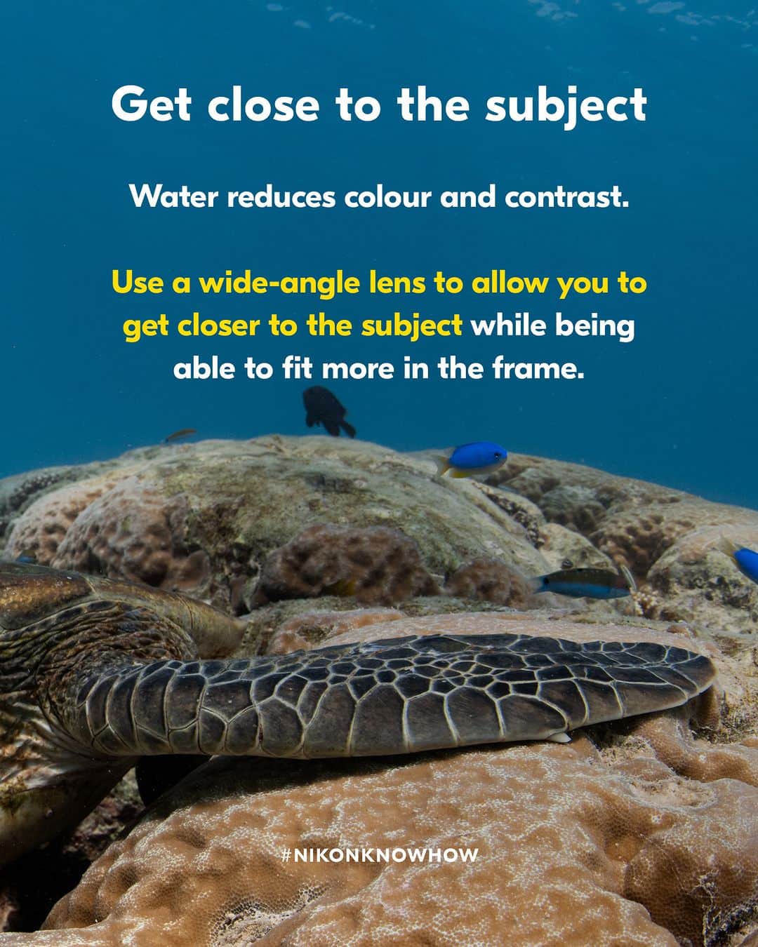 Nikon Australiaさんのインスタグラム写真 - (Nikon AustraliaInstagram)「Interested in ...