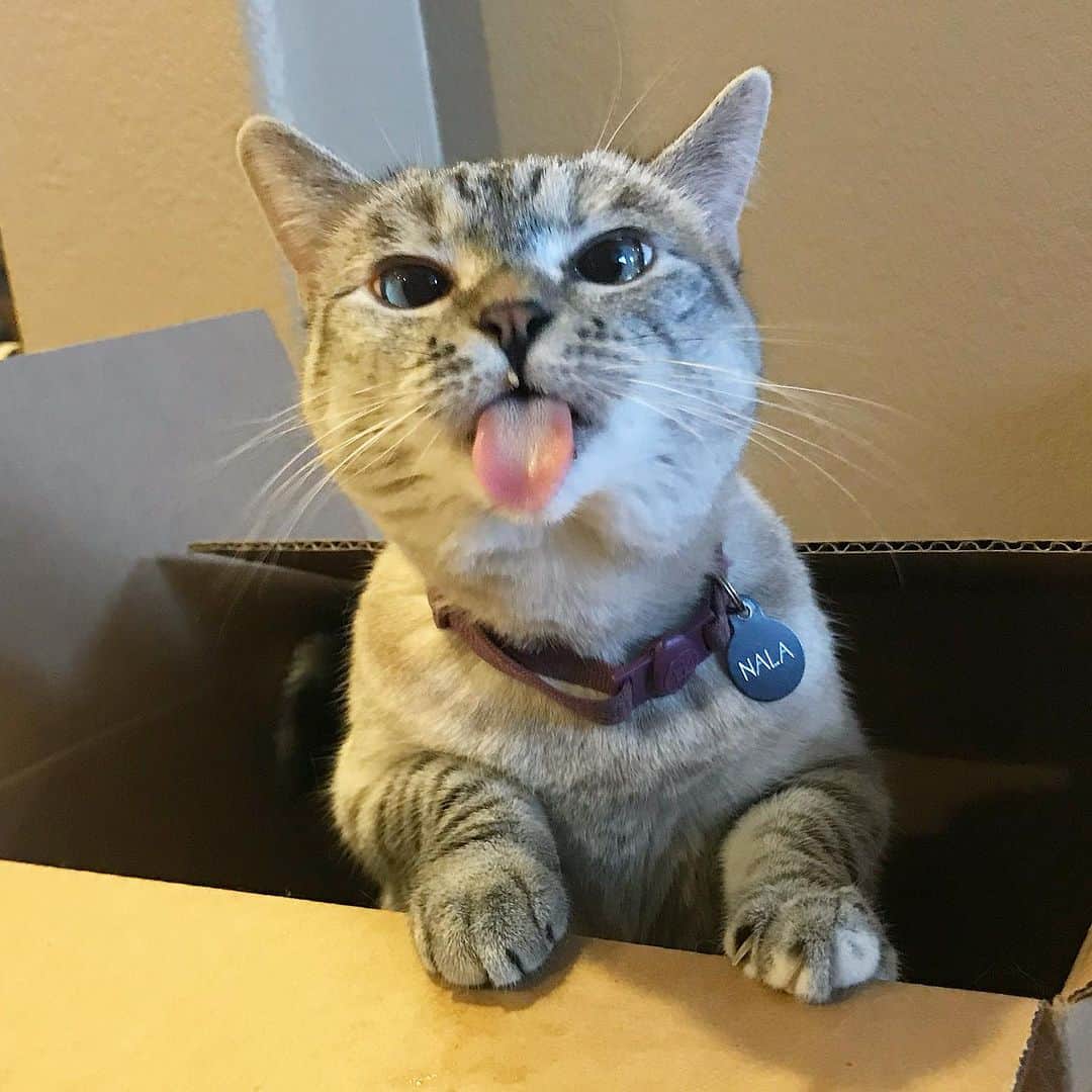 nala_catさんのインスタグラム写真 - (nala_catInstagram)「Waiting for treats 😋 #meow # ...