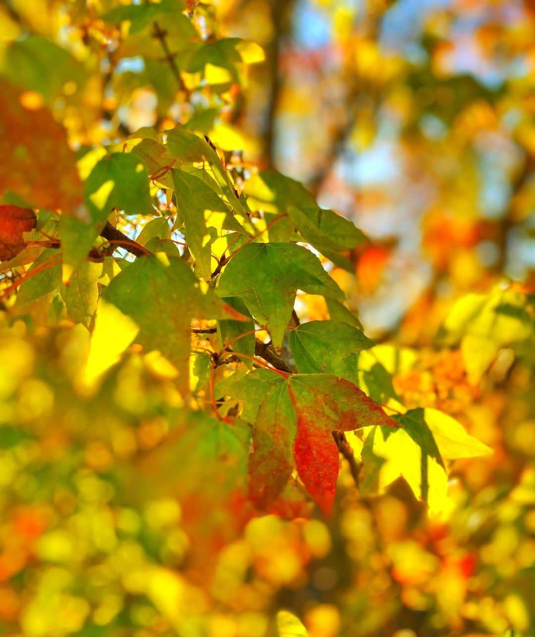 本間将人さんのインスタグラム写真 - (本間将人Instagram)「ゴスペラーズ坂ツアー2023 “HERE & NOW” 豊橋公演でしたぁー！！皆様ありがとうございました😊 また会おうねっ ...