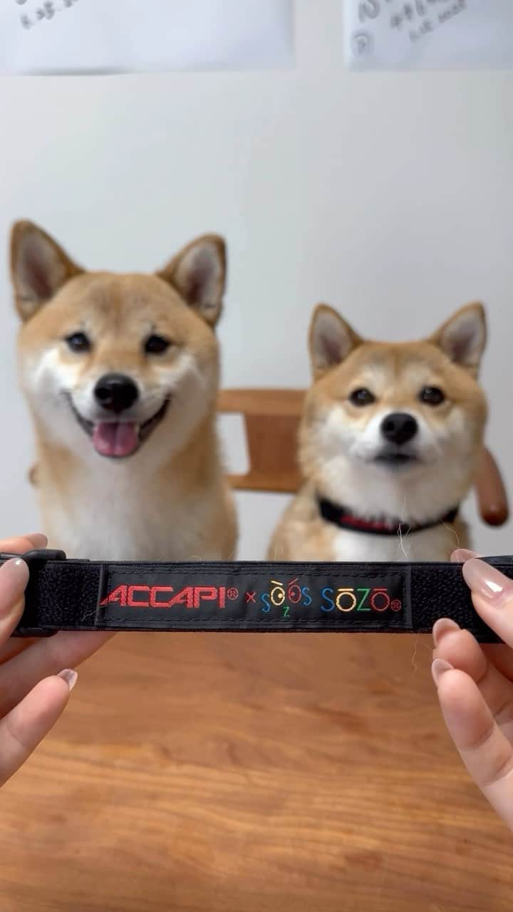 豆柴 福and富さんのインスタグラム動画 - (豆柴 福and富Instagram)「. 足腰の踏ん張りをサポートしてくれる ACCAPI x SOZO ネックバンド🐕 @accapi ...