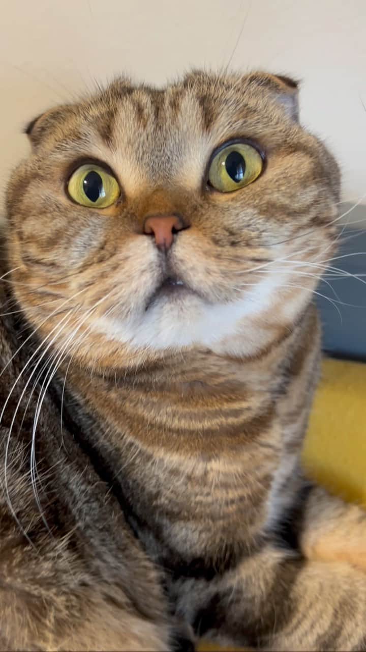 MSHO™(The Cat Rapper) さんのインスタグラム動画 - (MSHO™(The Cat Rapper) Instagram ...