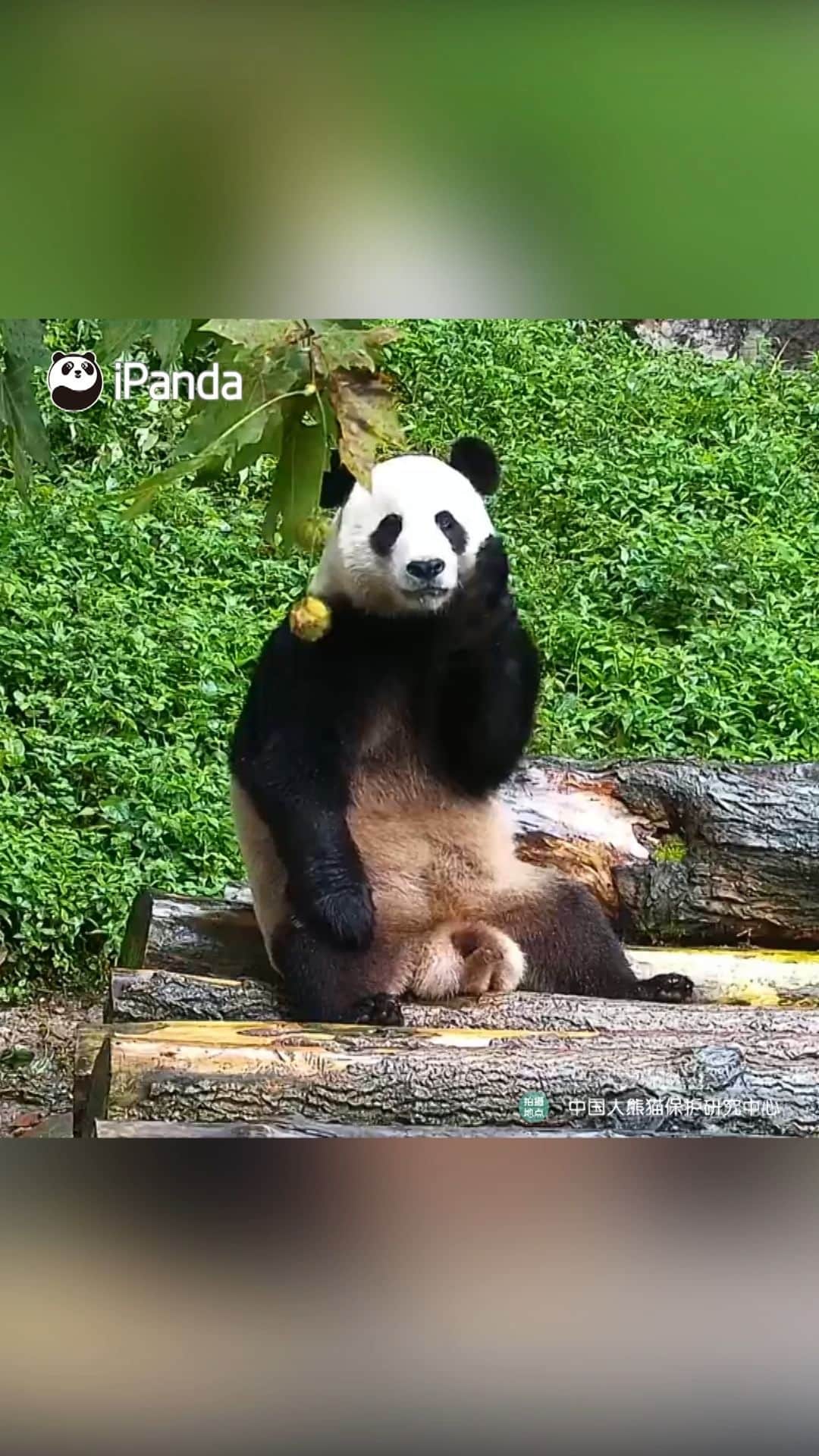 iPandaさんのインスタグラム動画 - (iPandaInstagram)「Panda Jia Bao is washing his ...