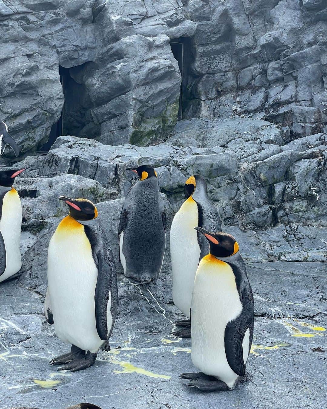Isari Shintaniさんのインスタグラム写真 - (Isari ShintaniInstagram)「旭山動物園🐧 めちゃくちゃ綺麗な ...