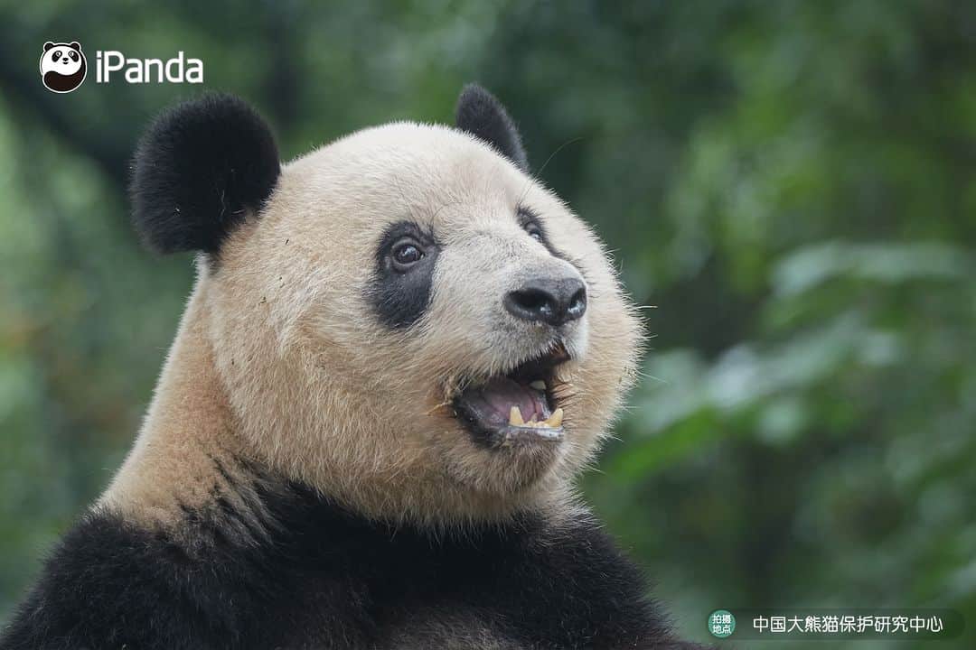 iPandaさんのインスタグラム写真 - (iPandaInstagram)「Recently, giant panda Xiang ...