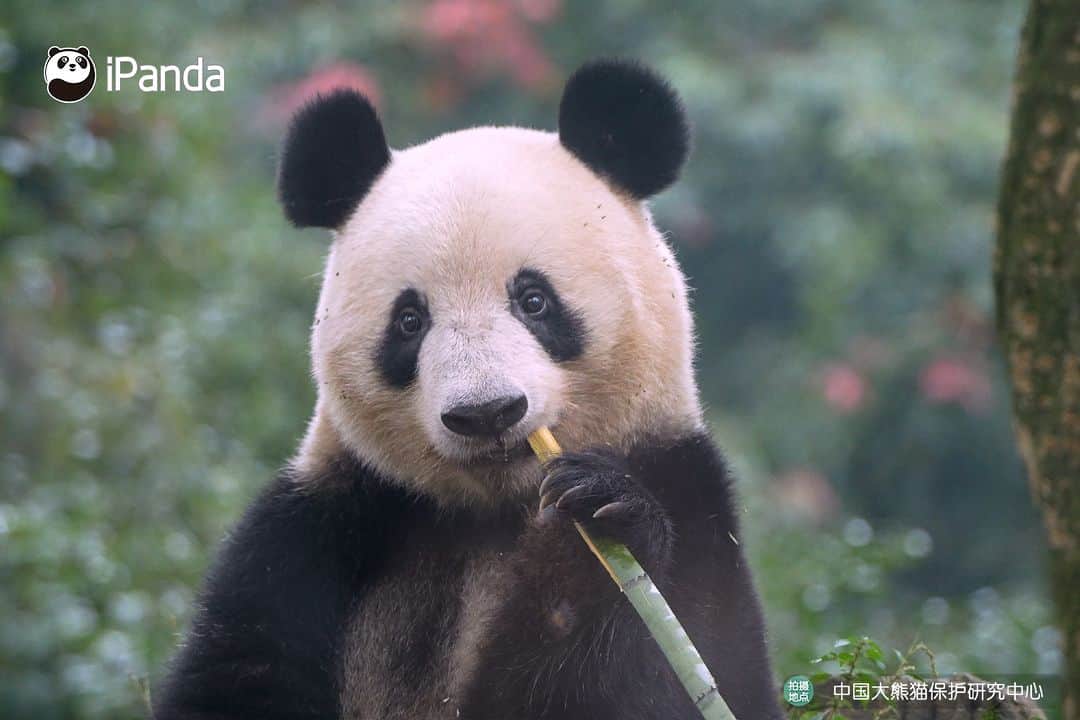 iPandaさんのインスタグラム写真 - (iPandaInstagram)「Recently, giant panda Xiang ...