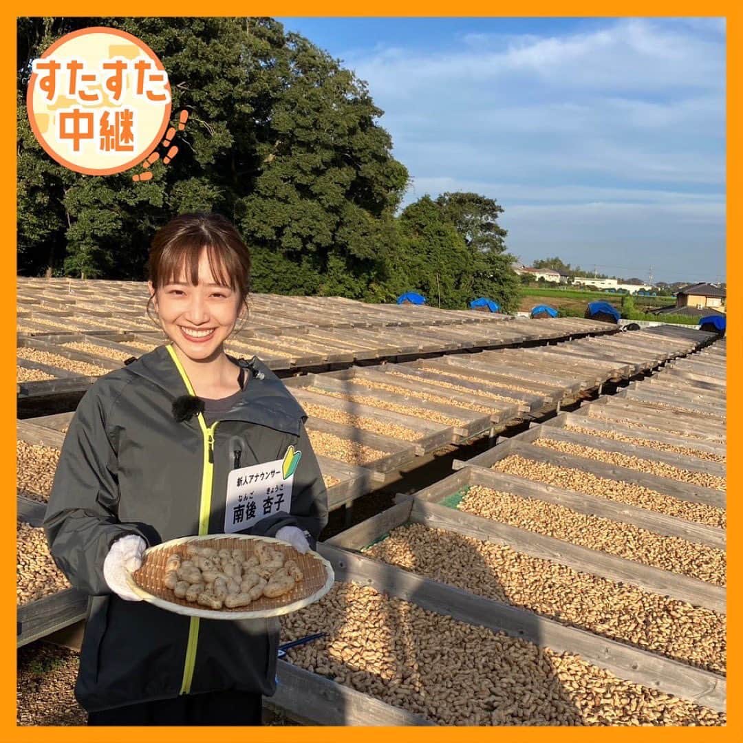 TBS「Nスタ」さんのインスタグラム写真 - (TBS「Nスタ」Instagram)「今日のすたすた中継は 千葉県八街市の落花生のますだ から お伝えしました🥜 中継したのはNスタ初登場 ️💚 ...