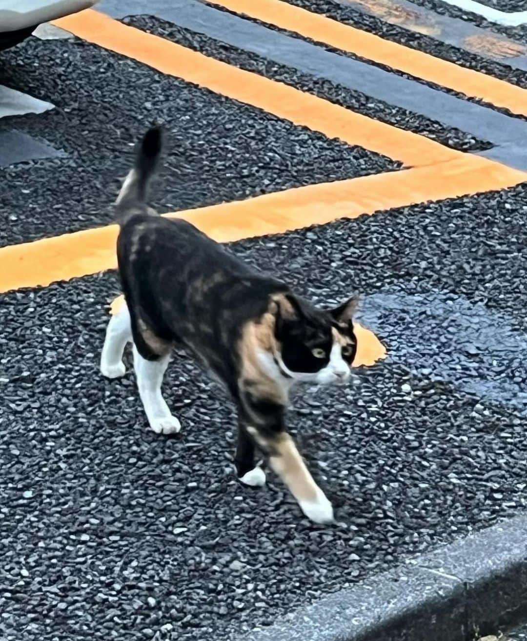 櫻子さんのインスタグラム - (櫻子@rako_bear_)