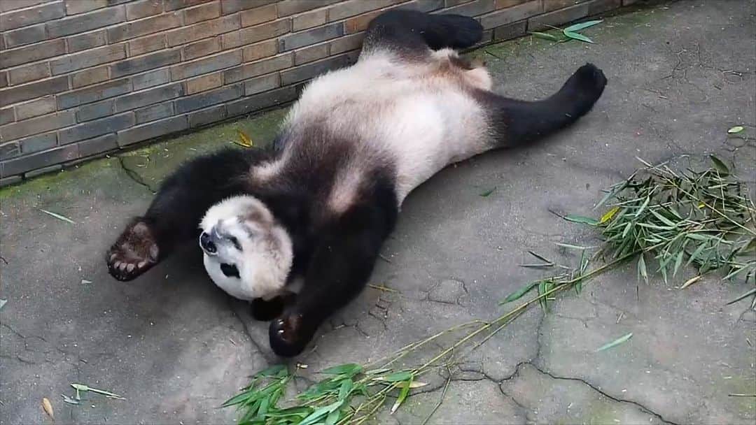 iPandaさんのインスタグラム動画 - (iPandaInstagram)「It is necessary to do stretching ...
