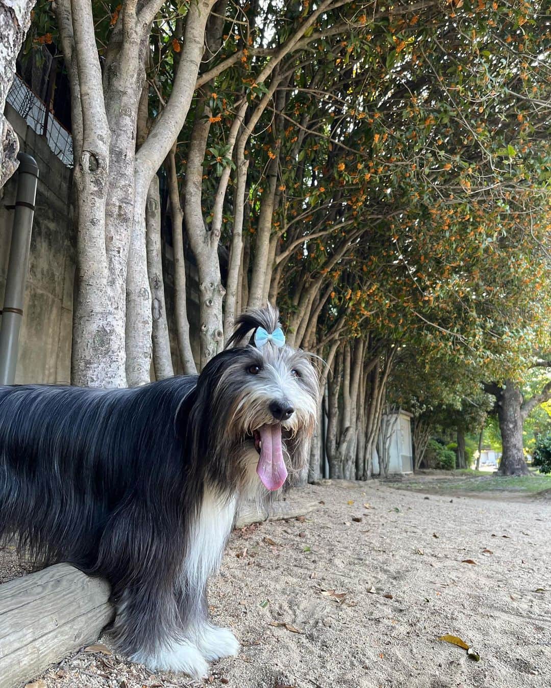 kei515yuさんのインスタグラム写真 - (kei515yuInstagram)「昨日の夕日と今朝の金木犀。 今日も良い日でありますように ...