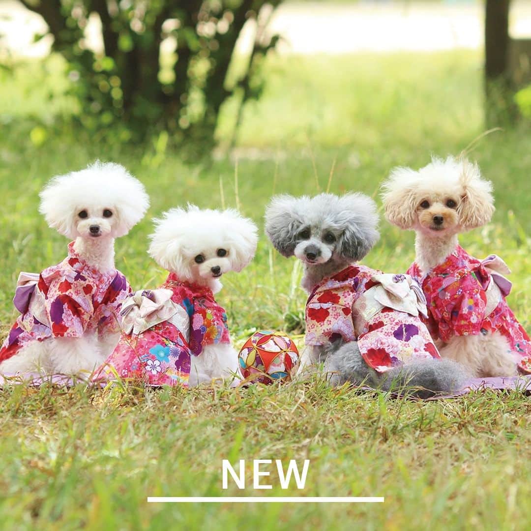 iDog&iCatさんのインスタグラム写真 - (iDog&iCatInstagram)「★新商品★ 「愛犬用着物」 華やかな雰囲気の本格的な ...