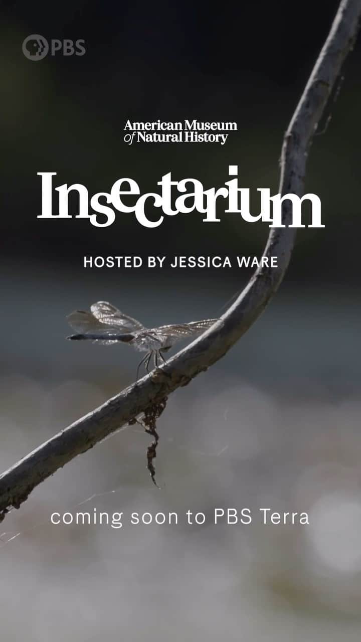 アメリカ自然史博物館さんのインスタグラム動画 - (アメリカ自然史博物館Instagram)「Insect lovers! Stay ...