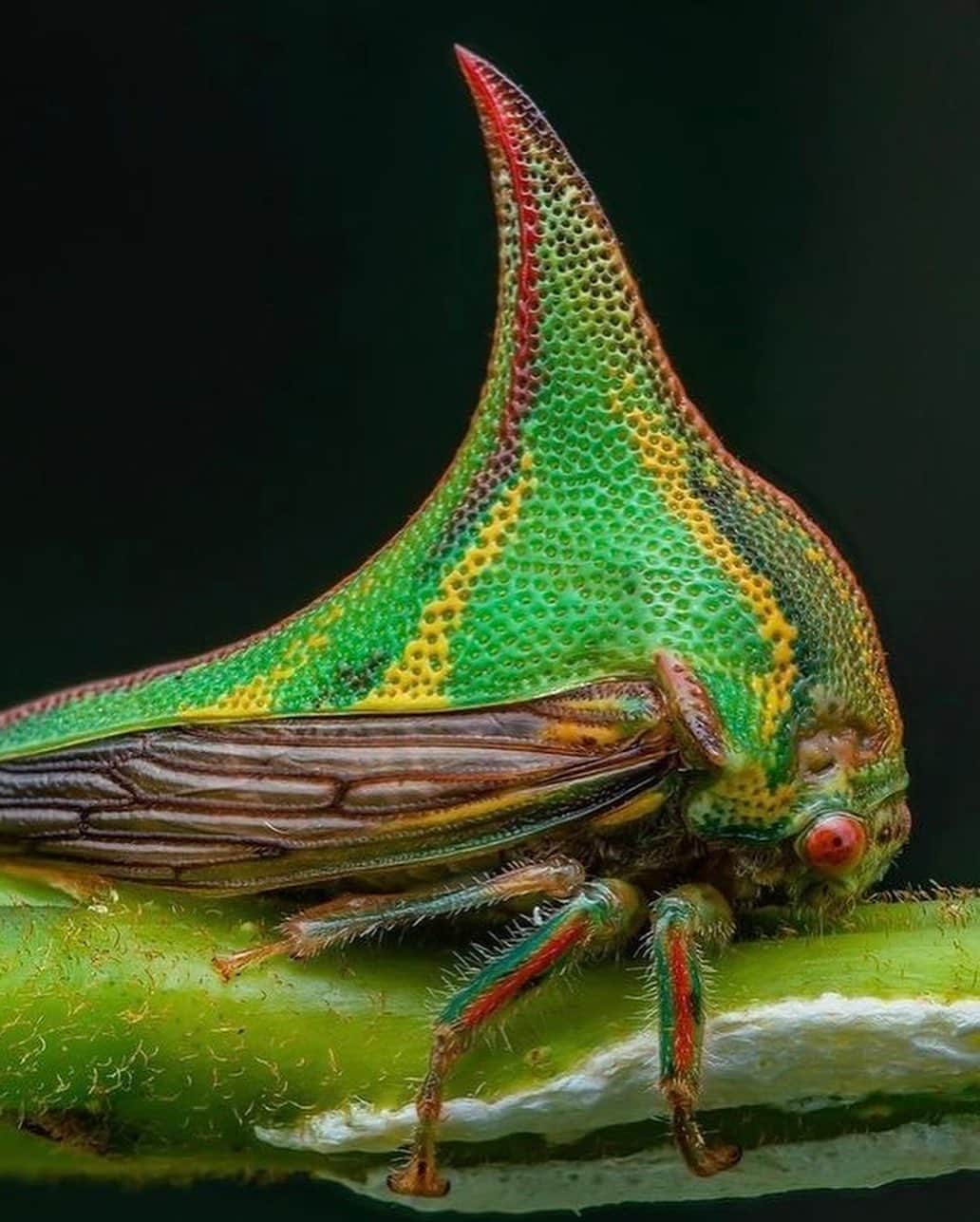 ARAKI SHIROさんのインスタグラム写真 - (ARAKI SHIROInstagram)「-green costume inspired by treehopper🌿🐛🪲🦎🌿 ...