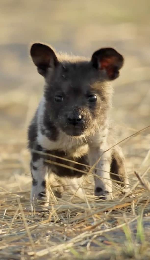 ナショナルジオグラフィックさんのインスタグラム動画 - (ナショナルジオグラフィックInstagram)「Video by ...