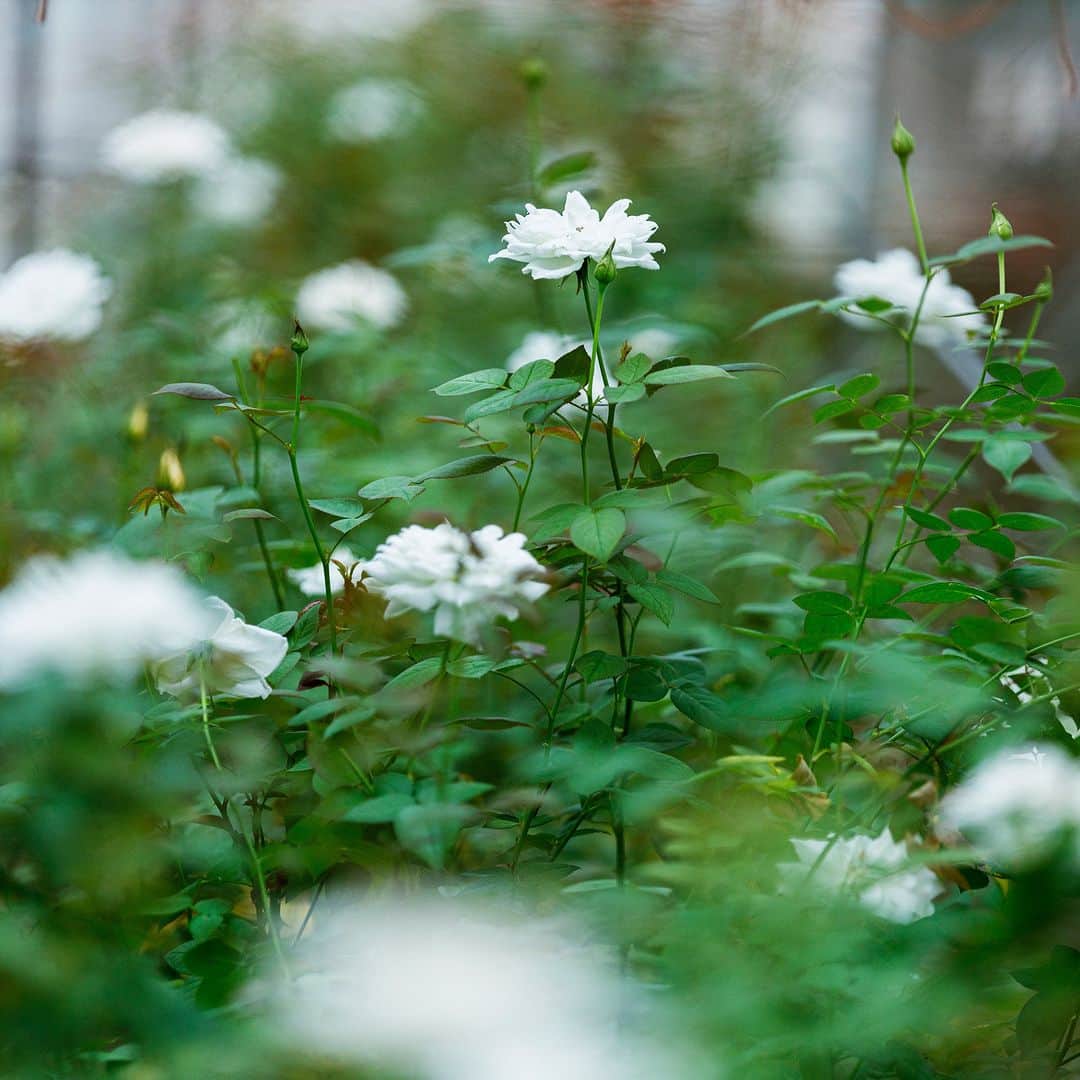 青山フラワーマーケットさんのインスタグラム写真 - (青山フラワーマーケットInstagram)「MIWA ROSE FACTORY(愛知県 ...