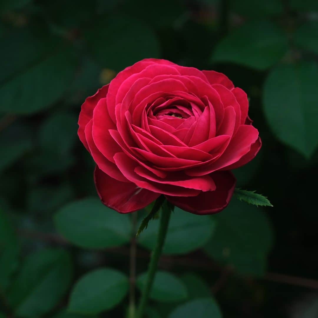 青山フラワーマーケットさんのインスタグラム写真 - (青山フラワーマーケットInstagram)「MIWA ROSE FACTORY(愛知県 ...