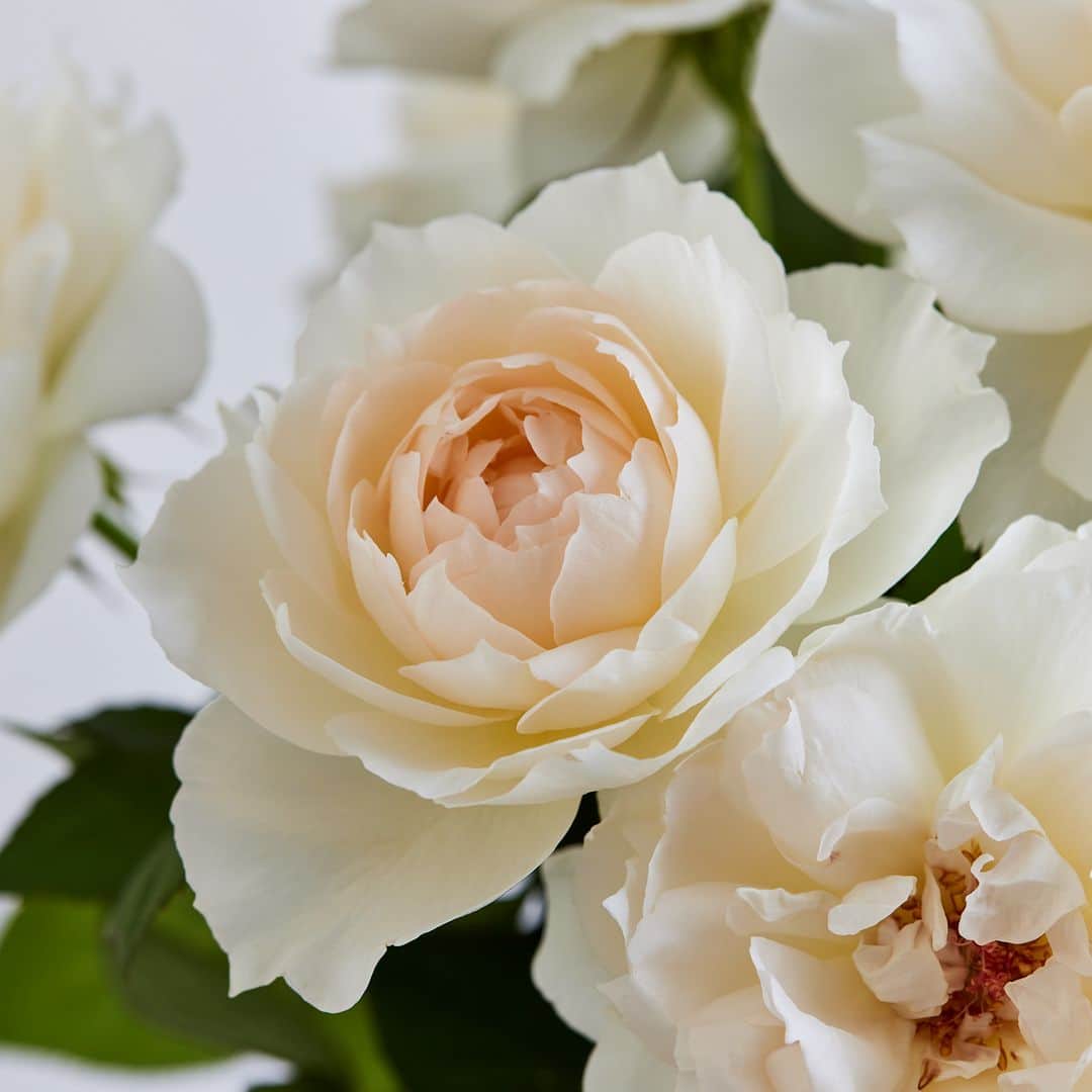 青山フラワーマーケットさんのインスタグラム写真 - (青山フラワーマーケットInstagram)「MIWA ROSE FACTORY(愛知県 ...