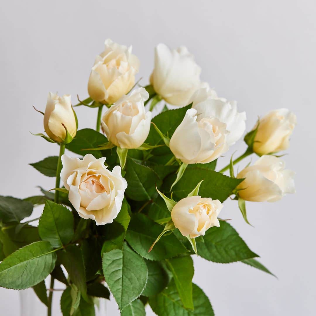 青山フラワーマーケットさんのインスタグラム写真 - (青山フラワーマーケットInstagram)「MIWA ROSE FACTORY(愛知県 ...