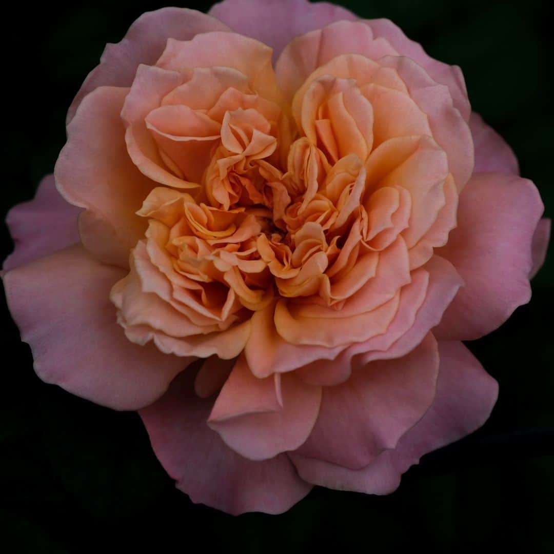 青山フラワーマーケットさんのインスタグラム写真 - (青山フラワーマーケットInstagram)「MIWA ROSE FACTORY(愛知県 ...