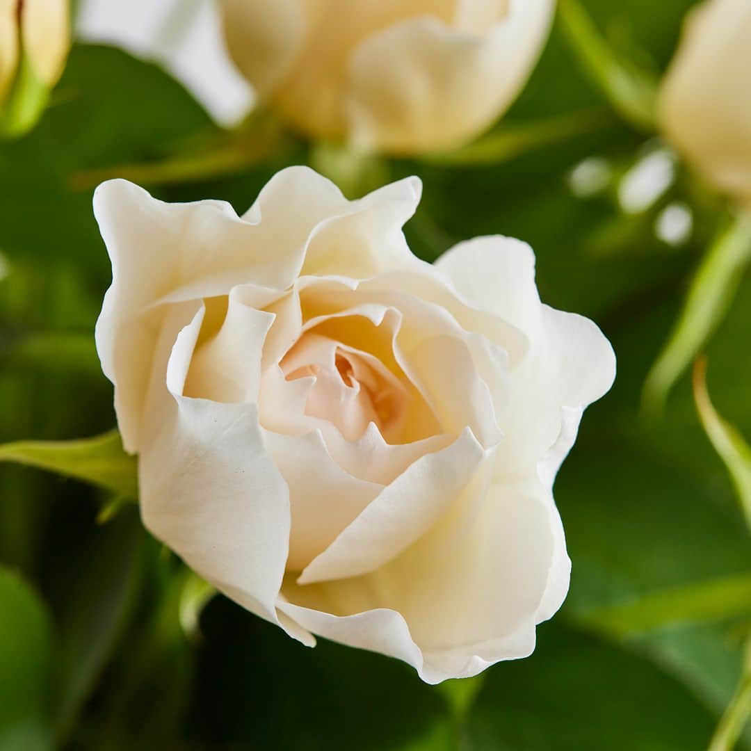 青山フラワーマーケットさんのインスタグラム写真 - (青山フラワーマーケットInstagram)「MIWA ROSE FACTORY(愛知県 ...