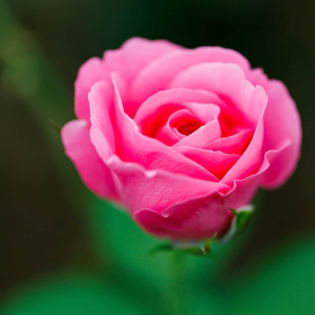 青山フラワーマーケットさんのインスタグラム写真 - (青山フラワーマーケットInstagram)「MIWA ROSE FACTORY(愛知県 ...