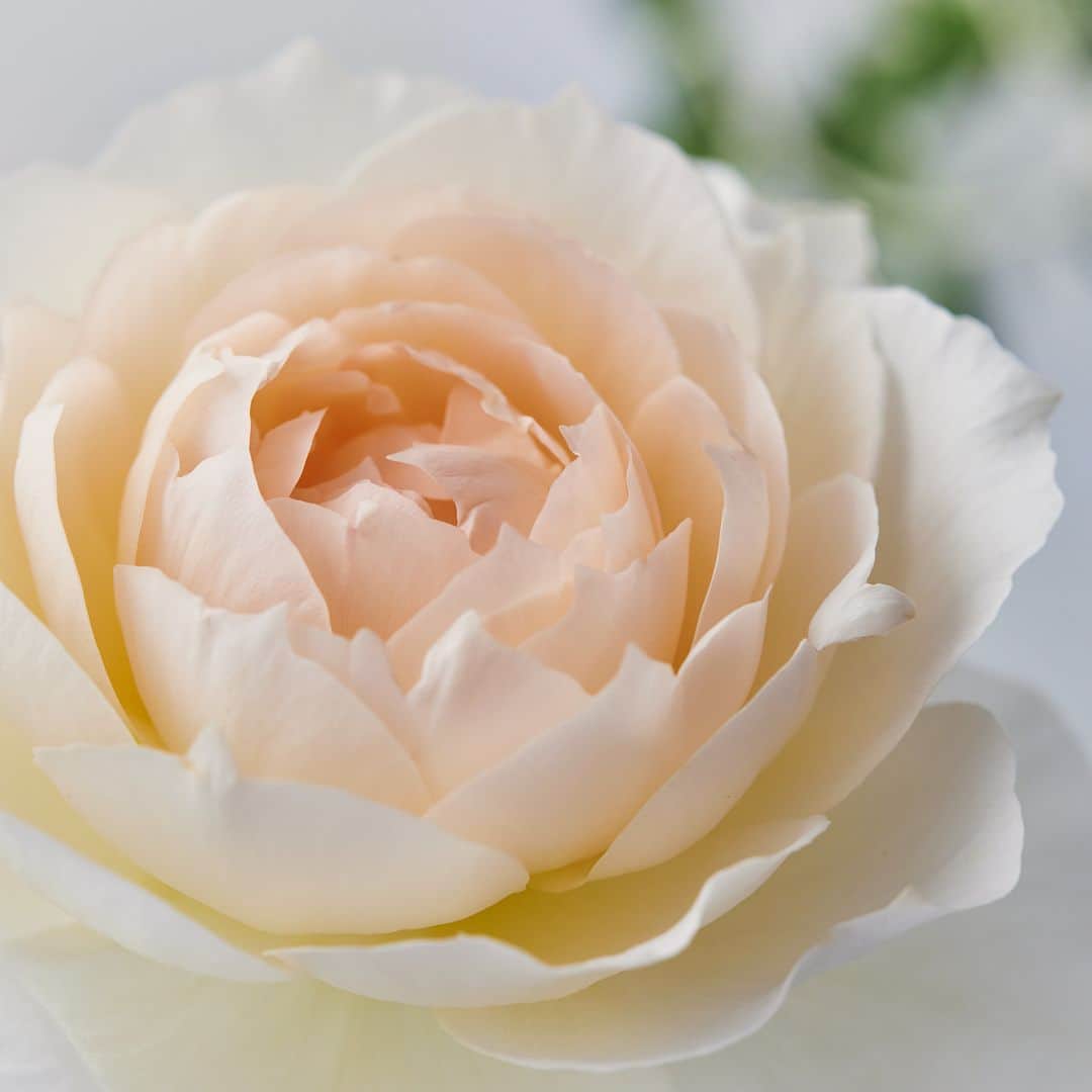 青山フラワーマーケットさんのインスタグラム写真 - (青山フラワーマーケットInstagram)「MIWA ROSE FACTORY(愛知県 ...