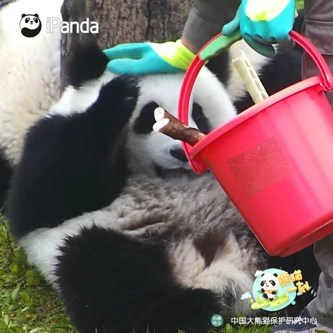 iPandaさんのインスタグラム動画 - (iPandaInstagram)「If you pat the head of a panda ...