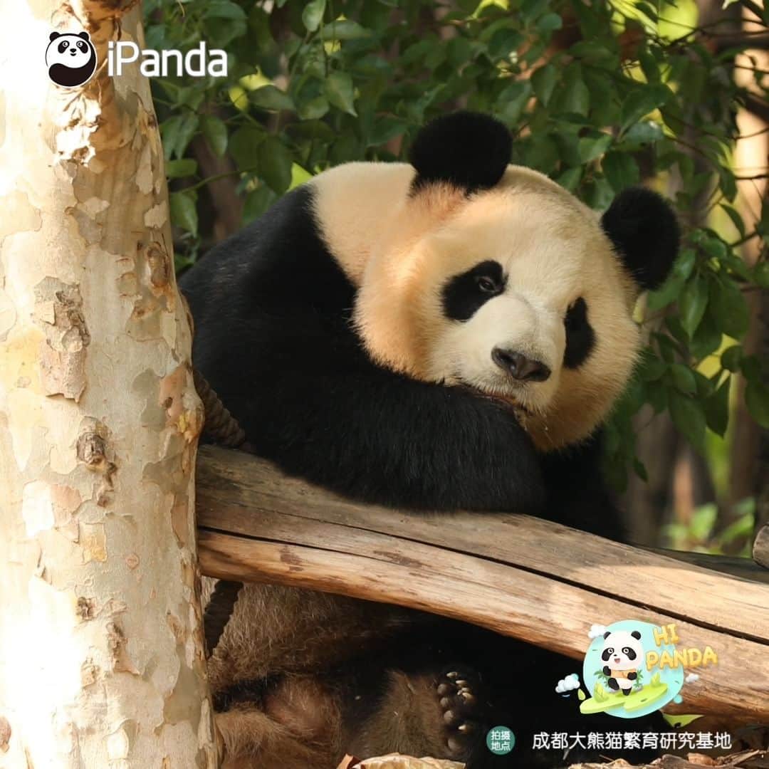 iPandaさんのインスタグラム動画 - (iPandaInstagram)「Have you noticed that the panda ...