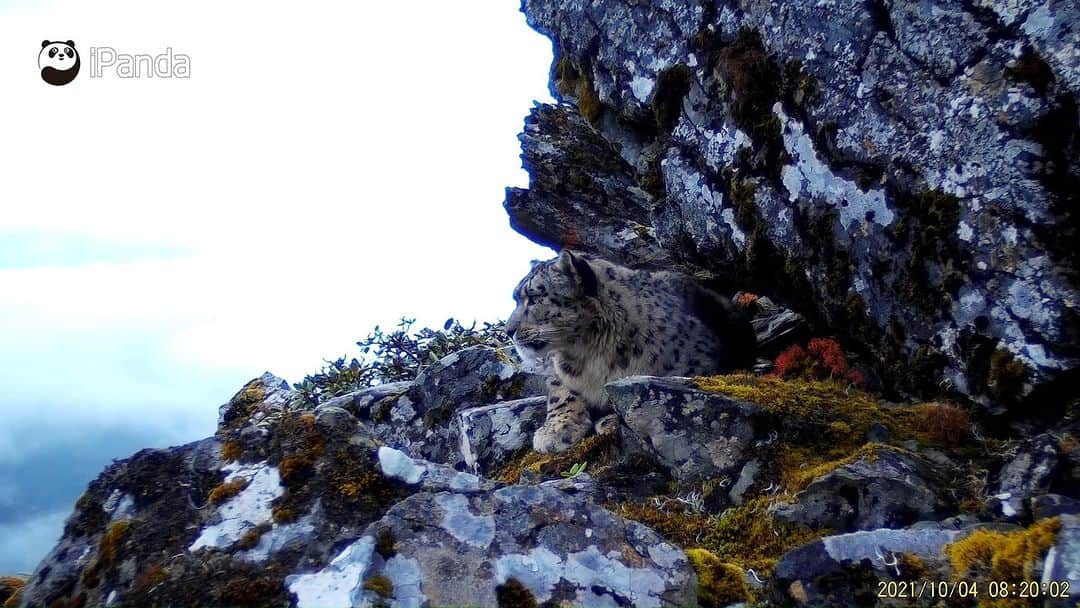 iPandaさんのインスタグラム動画 - (iPandaInstagram)「When snow leopards yawn and ...