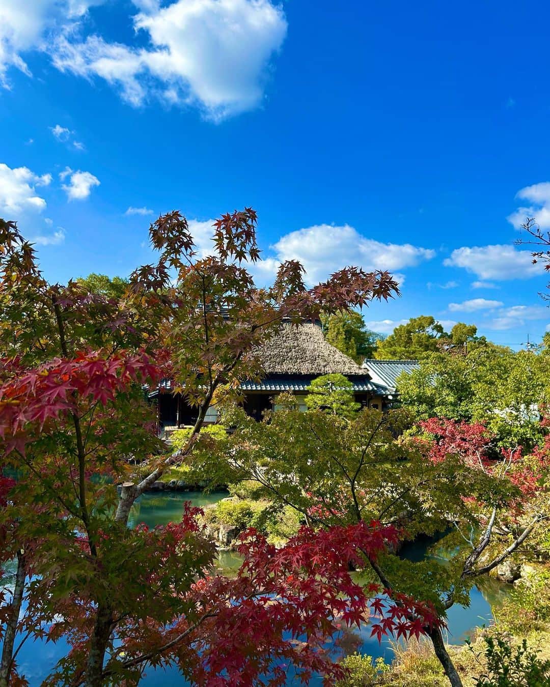 渚志帆さんのインスタグラム写真 - (渚志帆Instagram)「真っ赤な紅葉の葉っぱ𓂃𓂂🍁」11月21日 20時00分 - totsuka_ruu