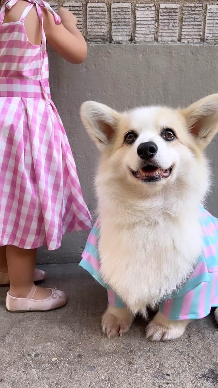Winston the White Corgiさんのインスタグラム動画 - (Winston the White CorgiInstagram ...