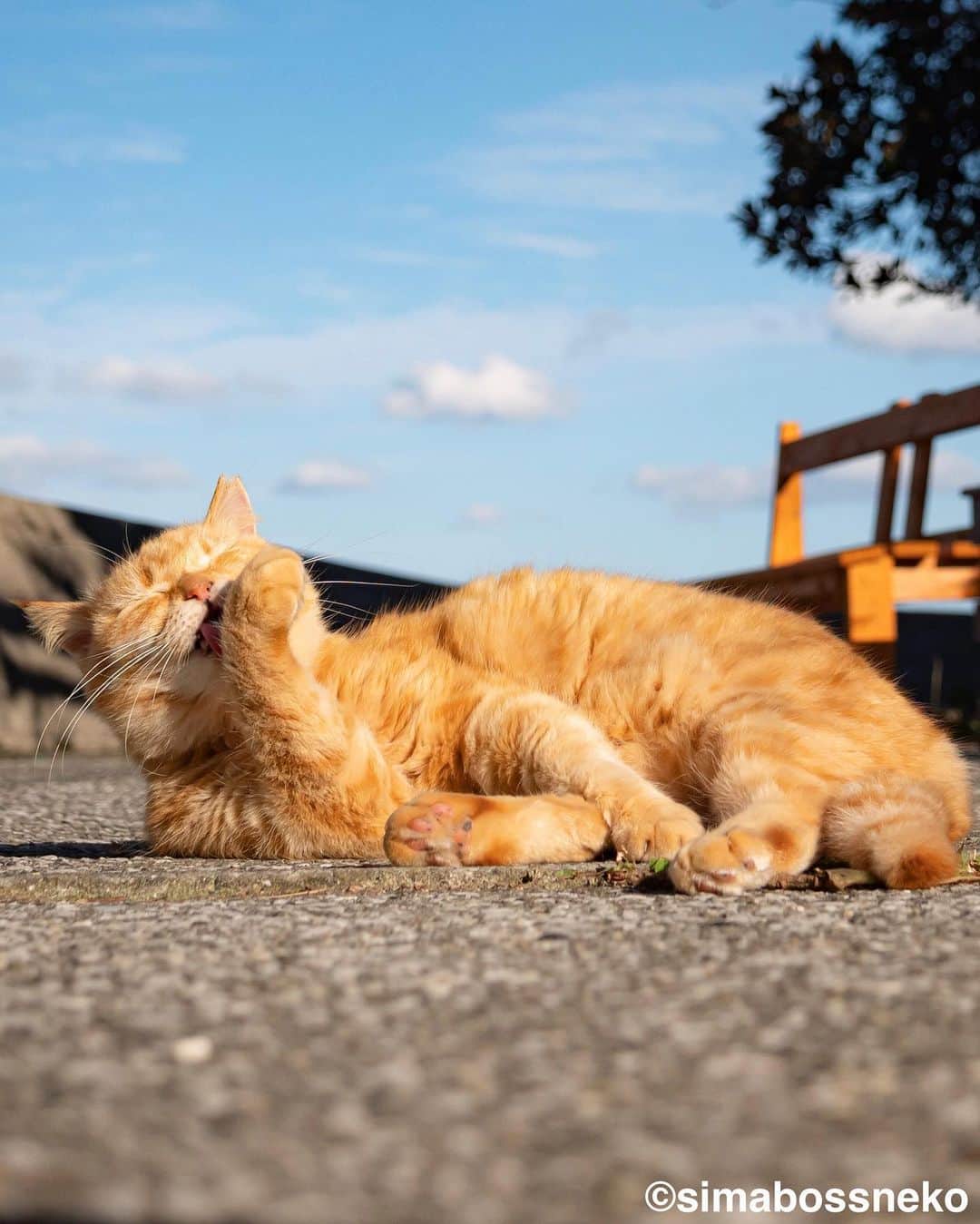 simabossnekoさんのインスタグラム写真 - (simabossnekoInstagram)「・ お気に入りの場所でいい気持ち🏝️😽 ...