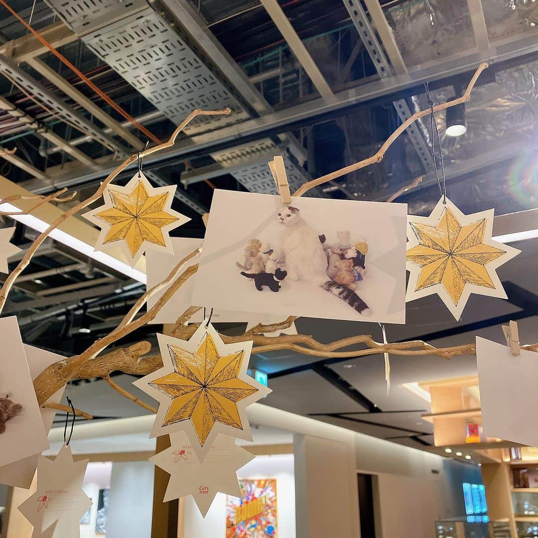 銀座 蔦屋書店さんのインスタグラム写真 - (銀座 蔦屋書店Instagram)「【XMAS 2023】Cat’s issue ...