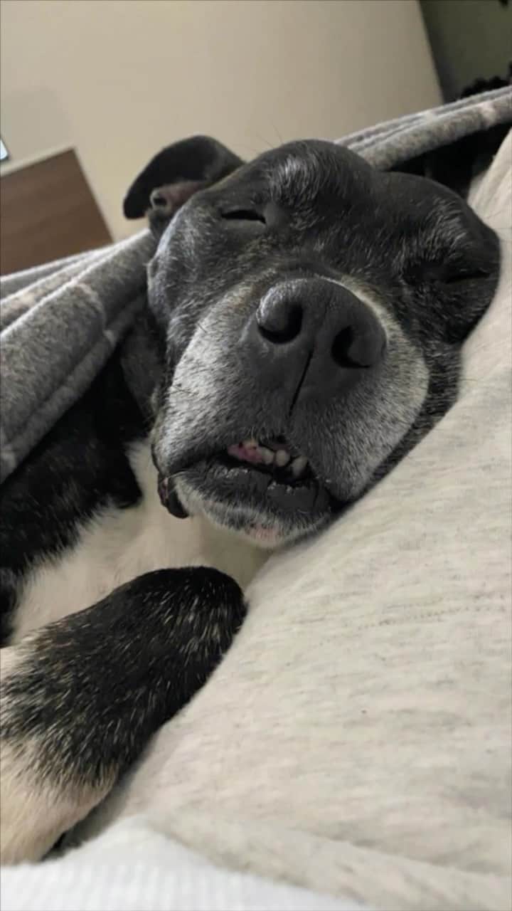 BarkBoxさんのインスタグラム - (BarkBox@barkbox)