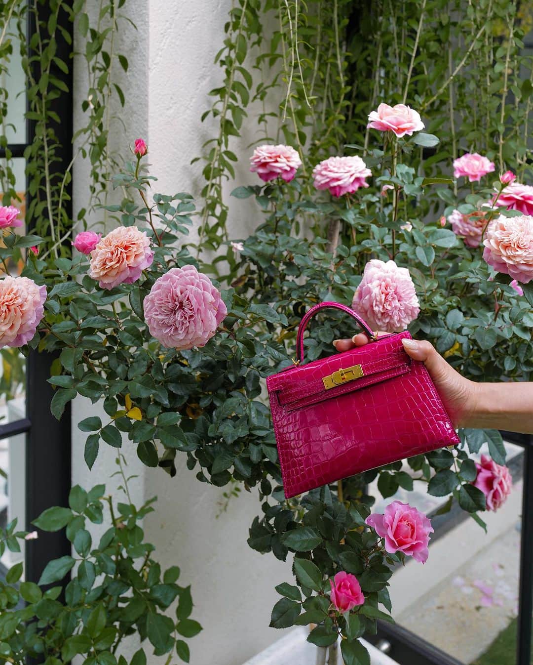 ジェイミー・チュアさんのインスタグラム写真 - (ジェイミー・チュアInstagram)「🌹A rose by any other name ...