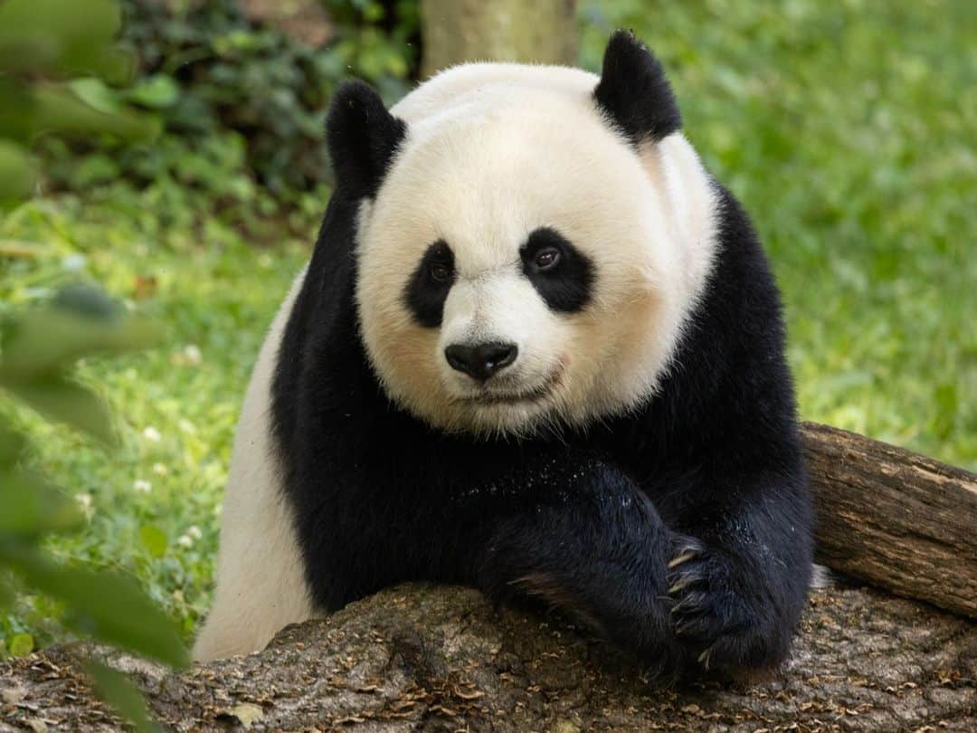 スミソニアン国立動物園さんのインスタグラム写真 - (スミソニアン国立動物園Instagram)「🐼 ️ ️ Giant pandas ...