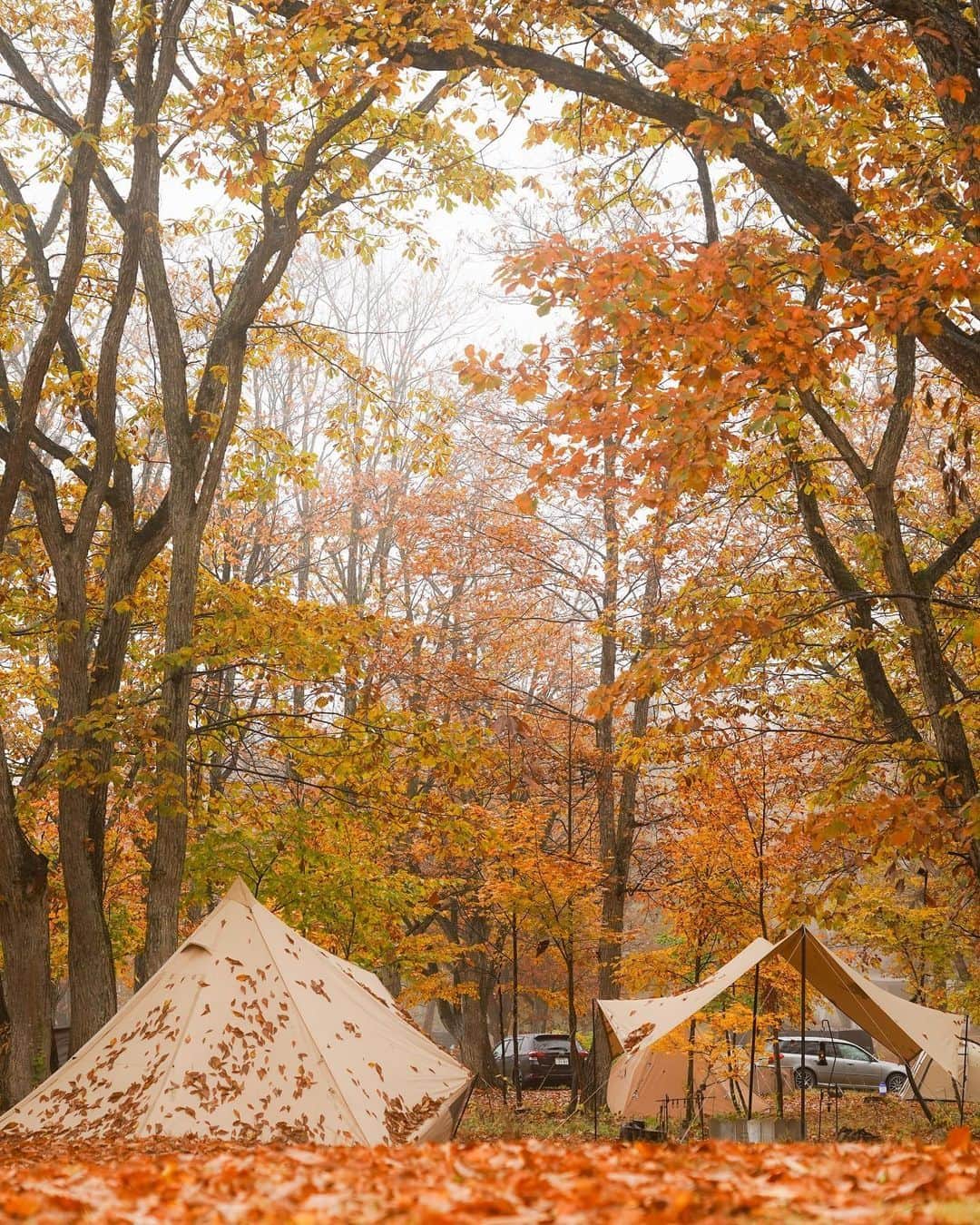 CAMP_HACKさんのインスタグラム写真 - (CAMP_HACKInstagram)「色鮮やかな紅葉🍁キャンプ特集 1,2枚目🍁 日ケ奥渓谷キャンプ場 3枚目🍁 休暇村乳頭温泉卿 乳頭 ...