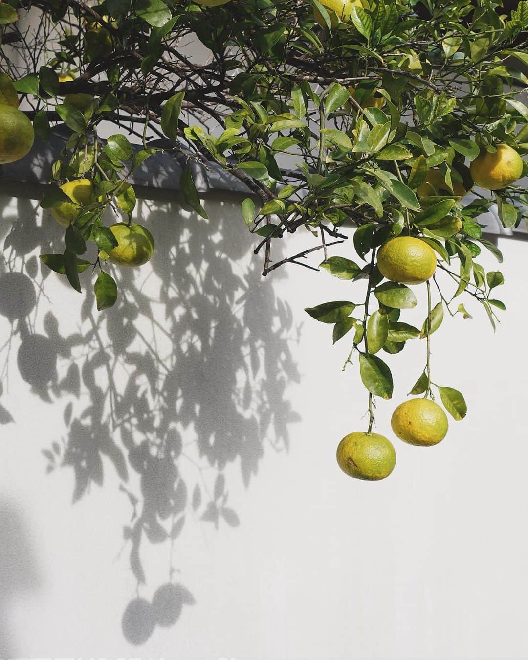 Lisa Halimさんのインスタグラム写真 - (Lisa HalimInstagram)「太陽出てても寒かった😮‍💨 今日は好きなものを ...